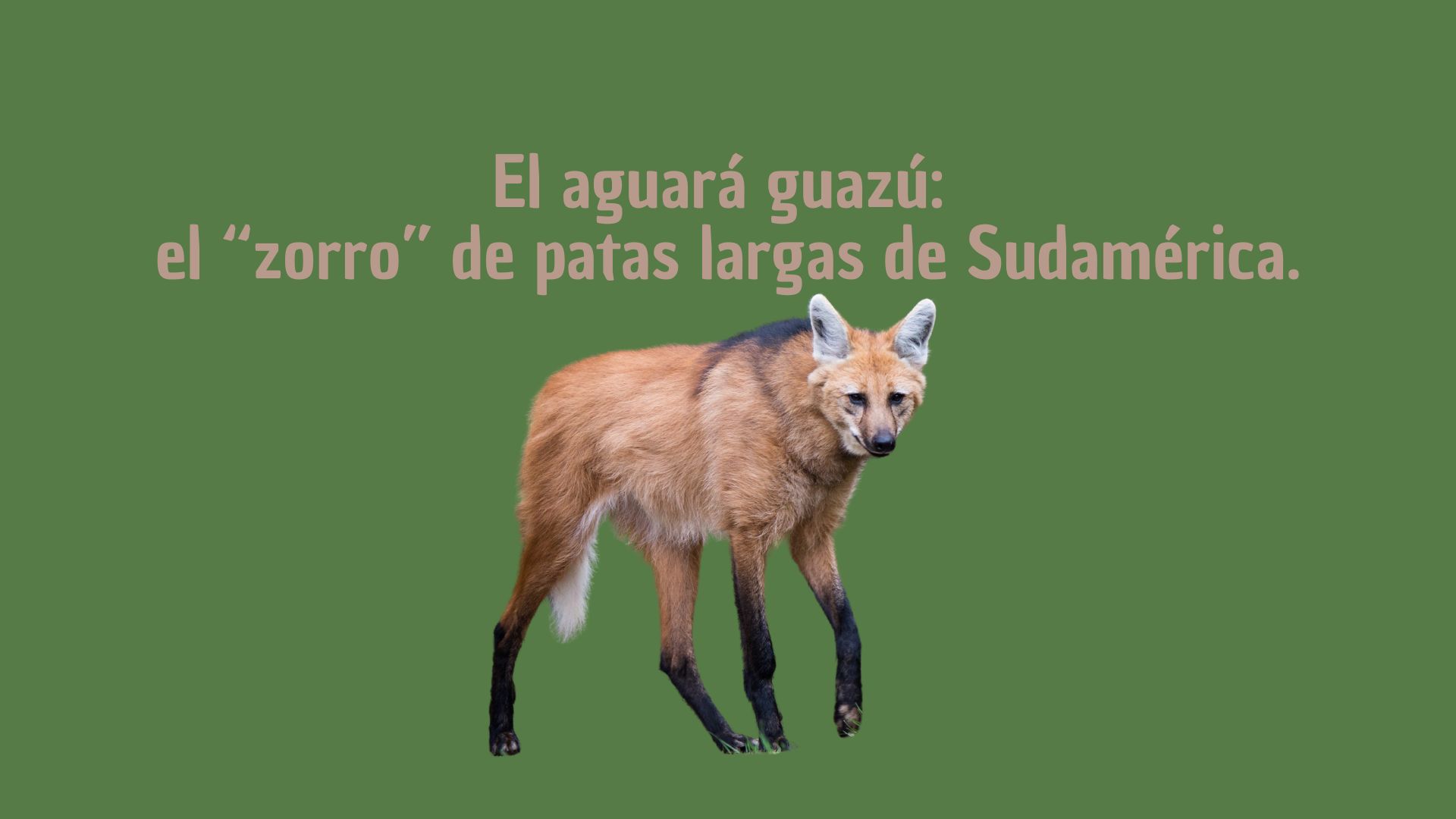 El aguará guazú: el “zorro” de patas largas de Sudamérica. - Culture ...
